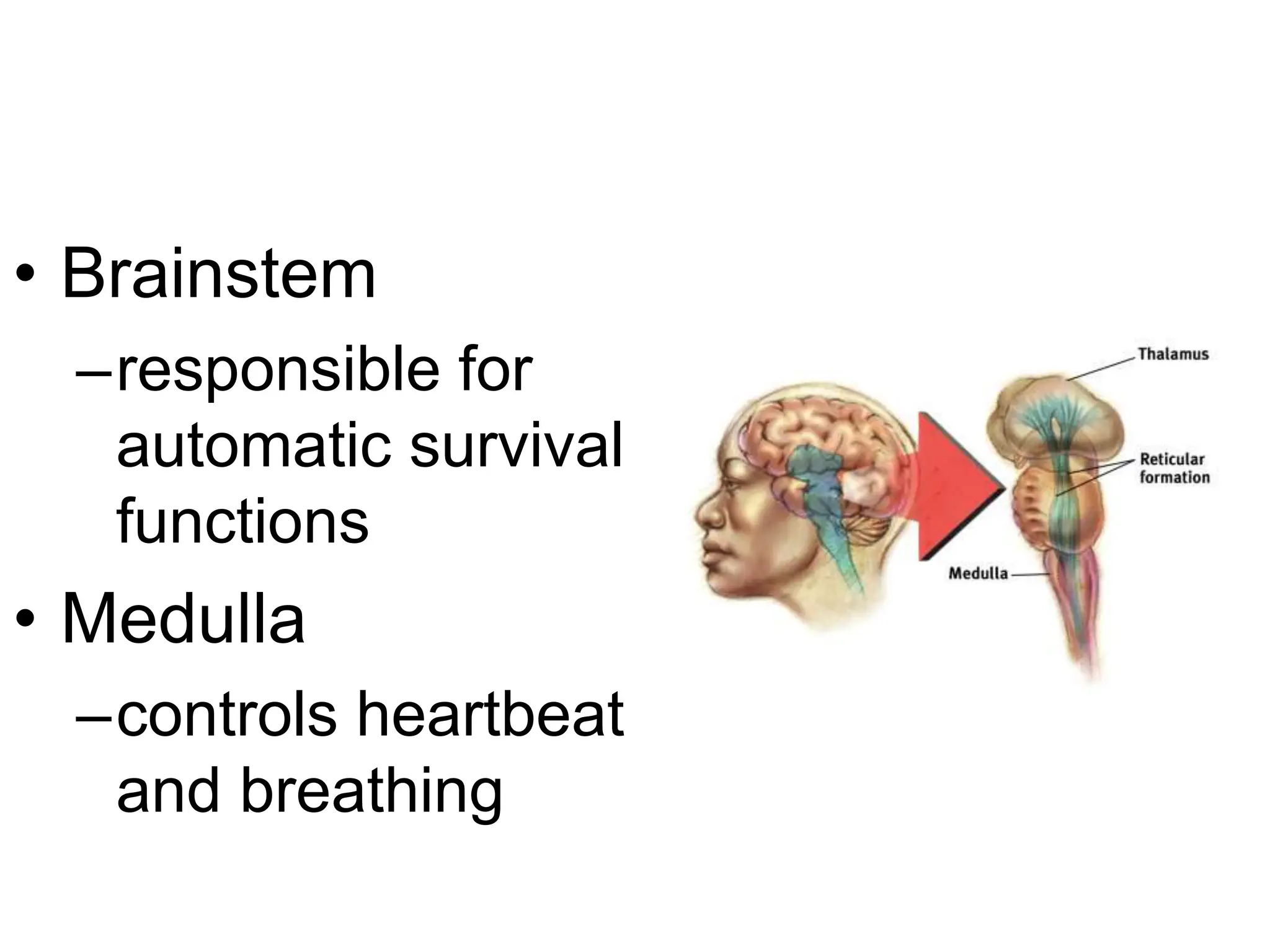 physiology of cerebral cortex, cerbral cortex.ppt