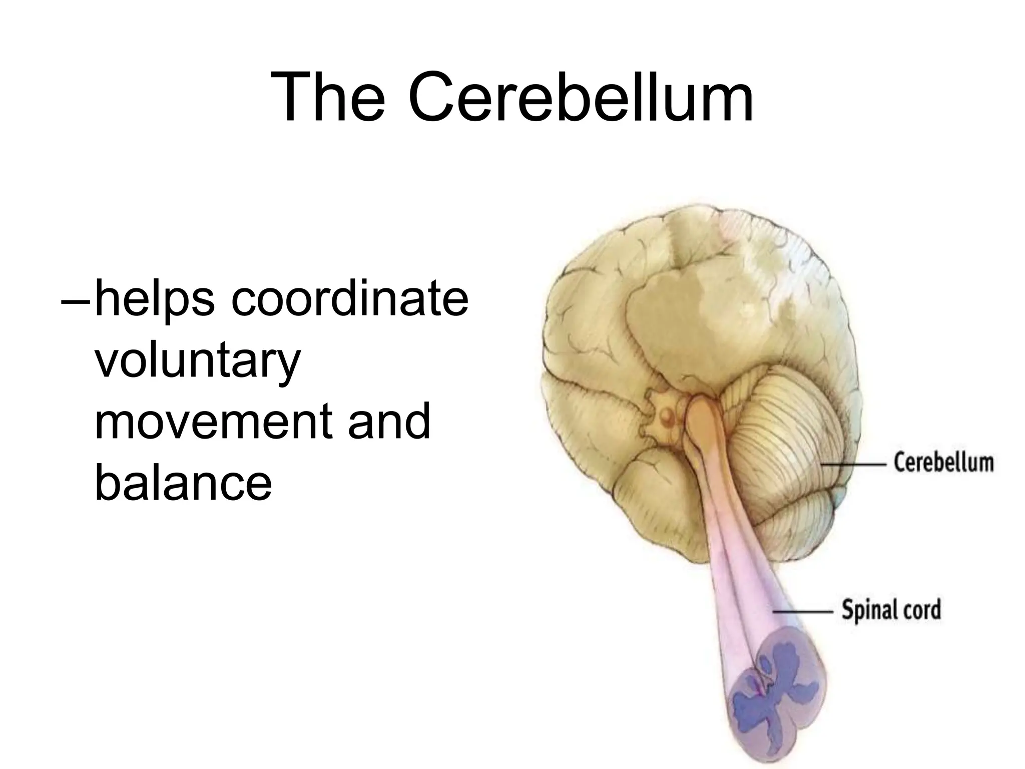 physiology of cerebral cortex, cerbral cortex.ppt