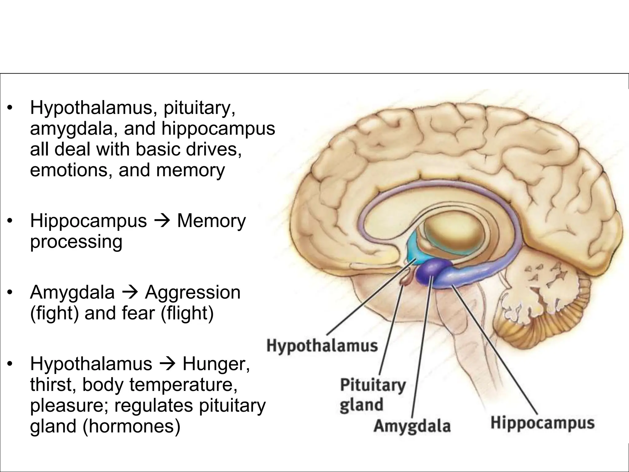 physiology of cerebral cortex, cerbral cortex.ppt