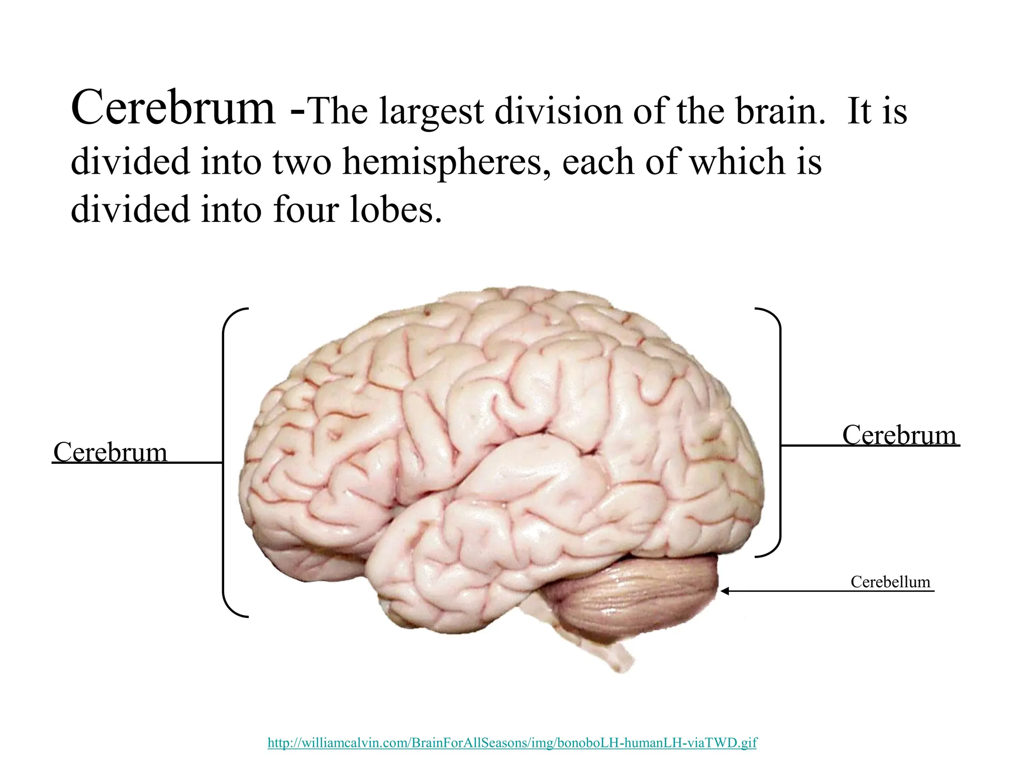 physiology of cerebral cortex, cerbral cortex.ppt