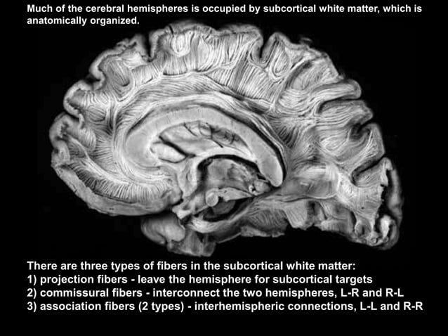 physiology of cerebral cortex, cerbral cortex.ppt