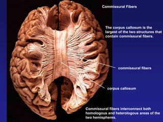 physiology of cerebral cortex, cerbral cortex.ppt