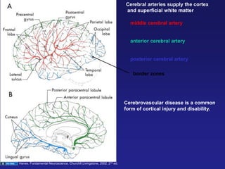 physiology of cerebral cortex, cerbral cortex.ppt