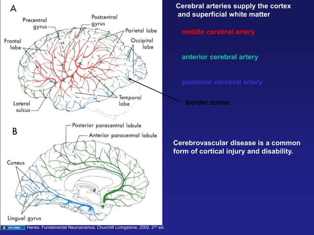 physiology of cerebral cortex, cerbral cortex.ppt