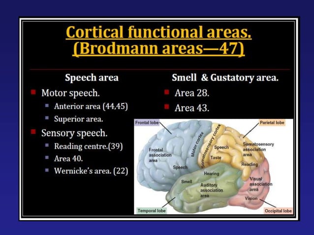 physiology of cerebral cortex, cerbral cortex.ppt