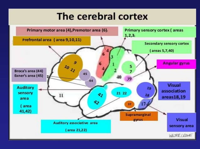 physiology of cerebral cortex, cerbral cortex.ppt
