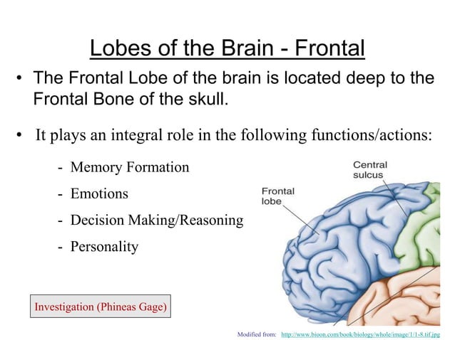 physiology of cerebral cortex, cerbral cortex.ppt