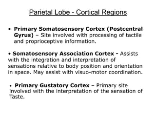 physiology of cerebral cortex, cerbral cortex.ppt