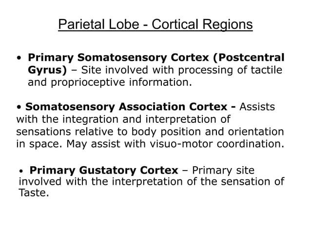 Physiology Of Cerebral Cortex Cerbral Cortex Ppt