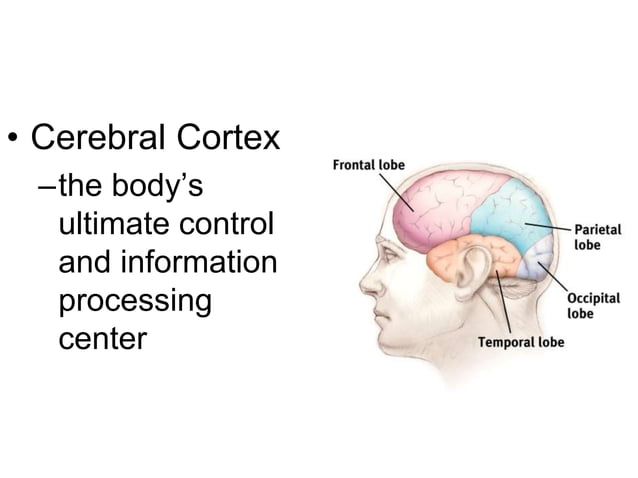physiology of cerebral cortex, cerbral cortex.ppt