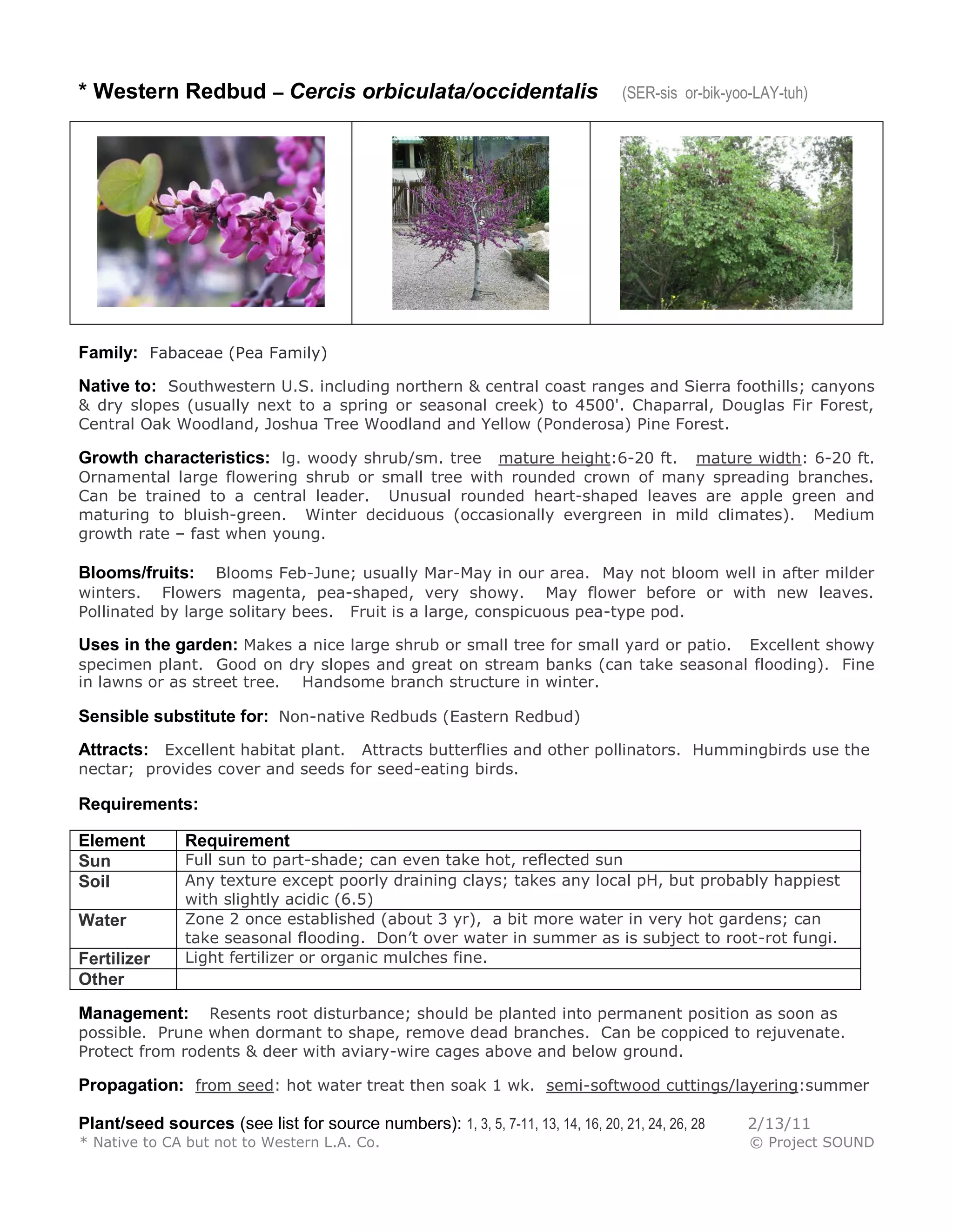 Cercis orbiculata (occidentalis) | PDF