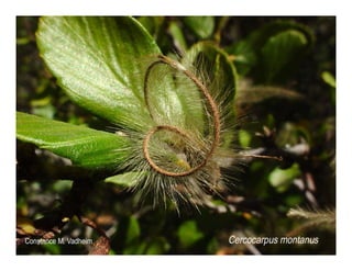 Cercocarpus montanus web show | PDF