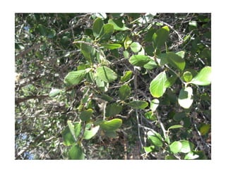 Cercocarpus montanus web show | PDF