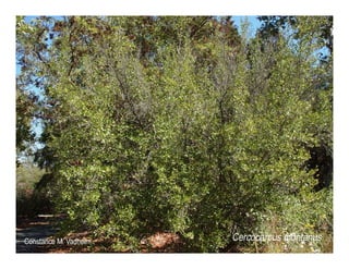 Cercocarpus montanus web show | PDF