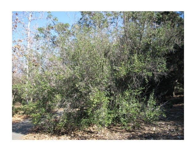 Cercocarpus montanus web show | PDF