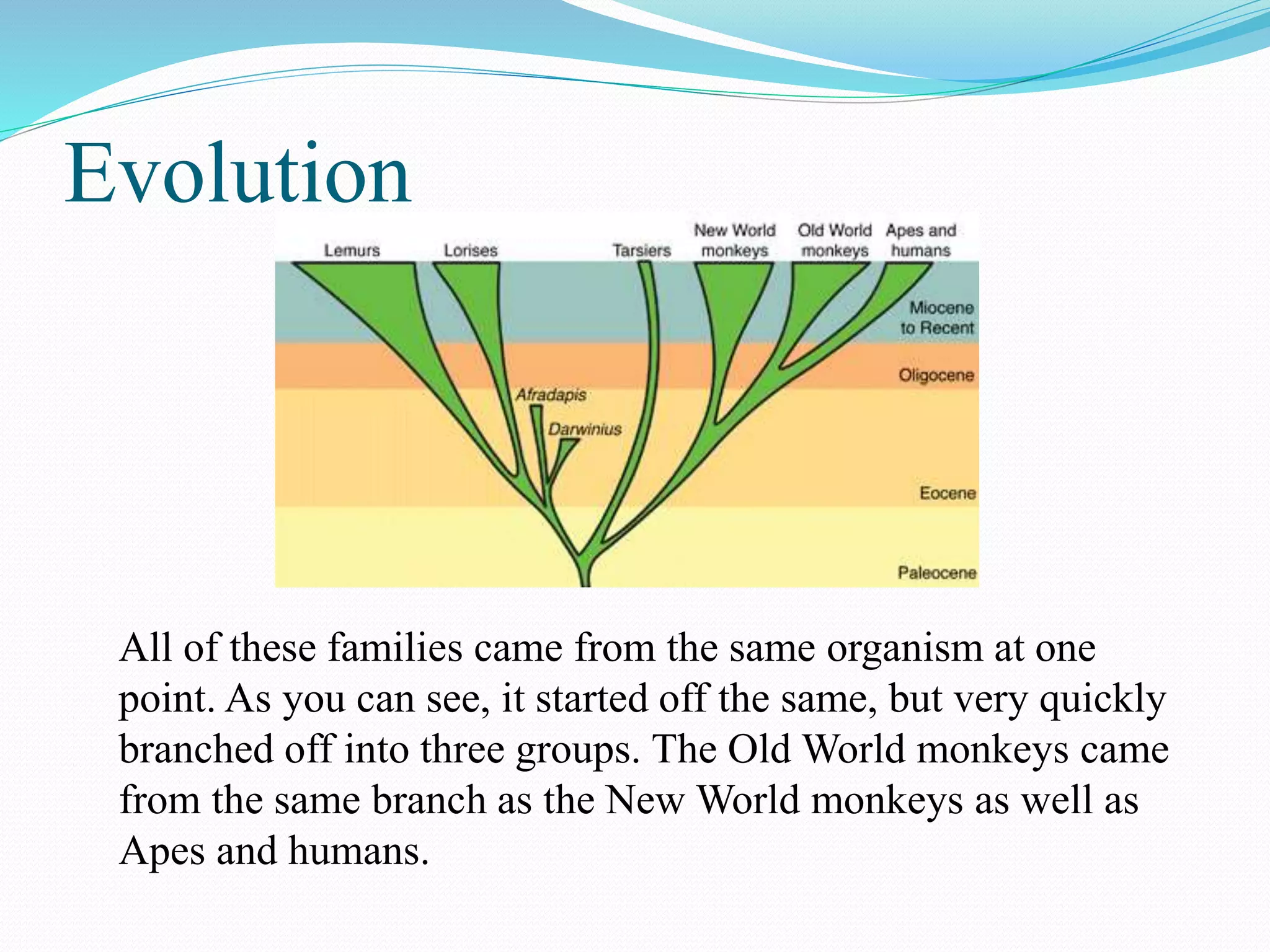 Cercopithecoidea (Old World Monkeys) | PPTX