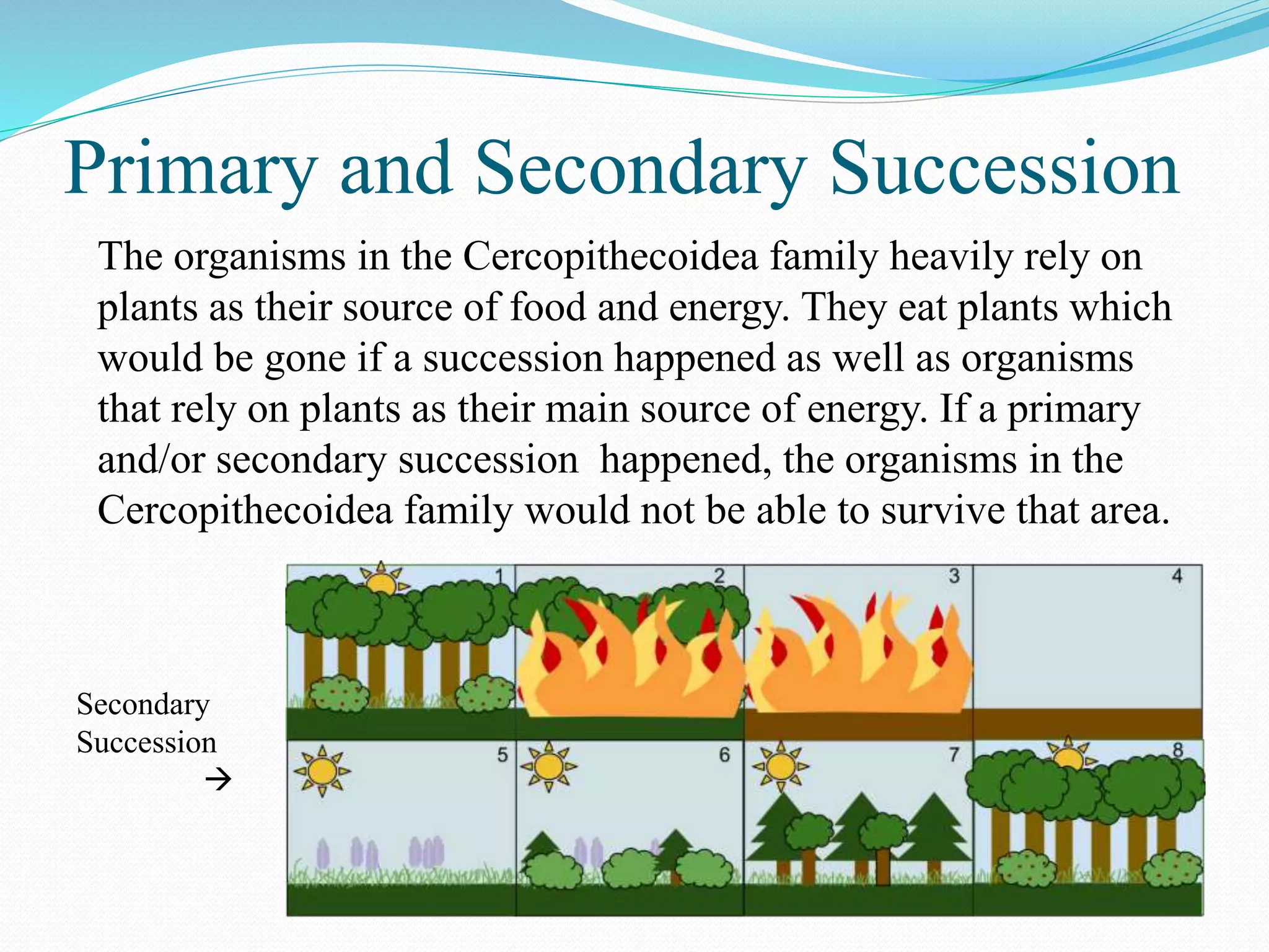 Cercopithecoidea (Old World Monkeys) | PPT