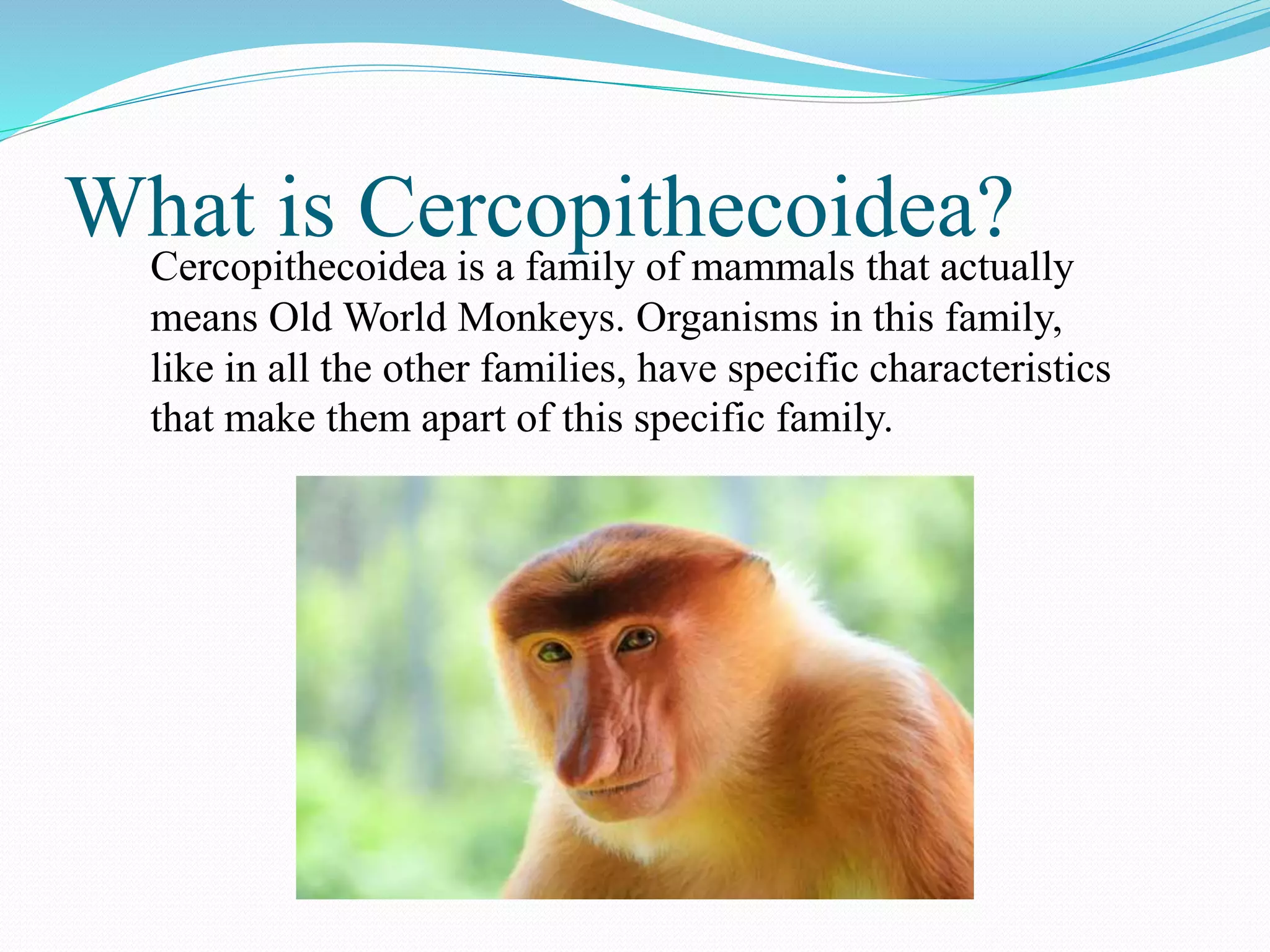 Cercopithecoidea (Old World Monkeys) | PPTX