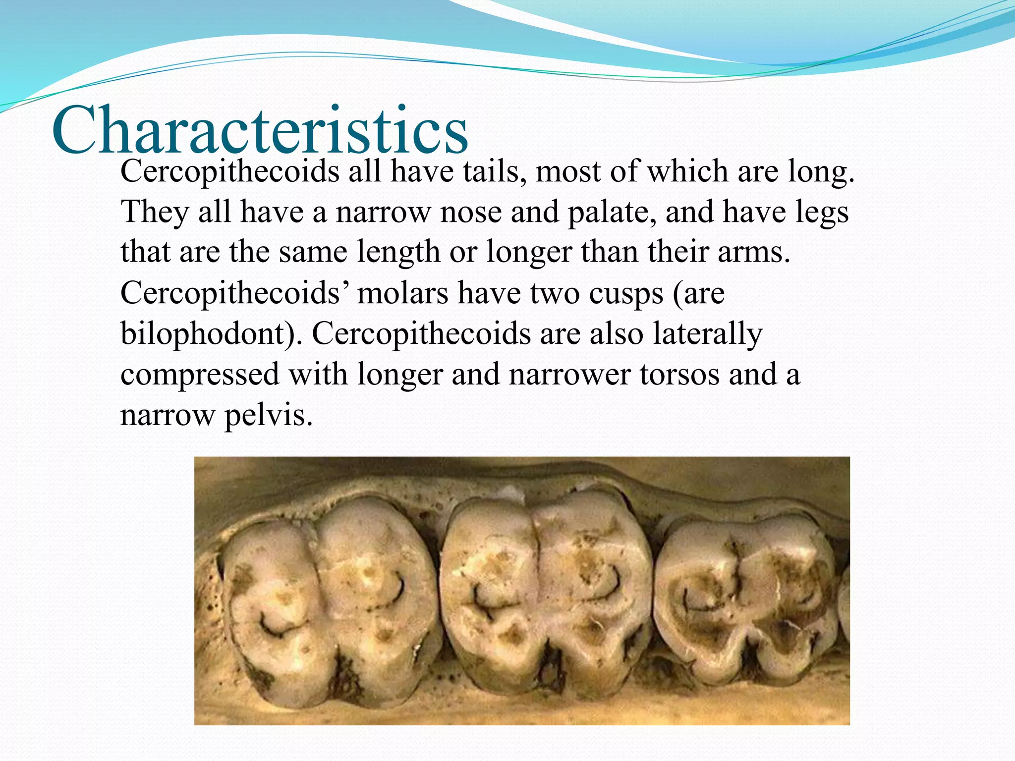 Cercopithecoidea (Old World Monkeys) | PPTX | Biological Sciences | Science