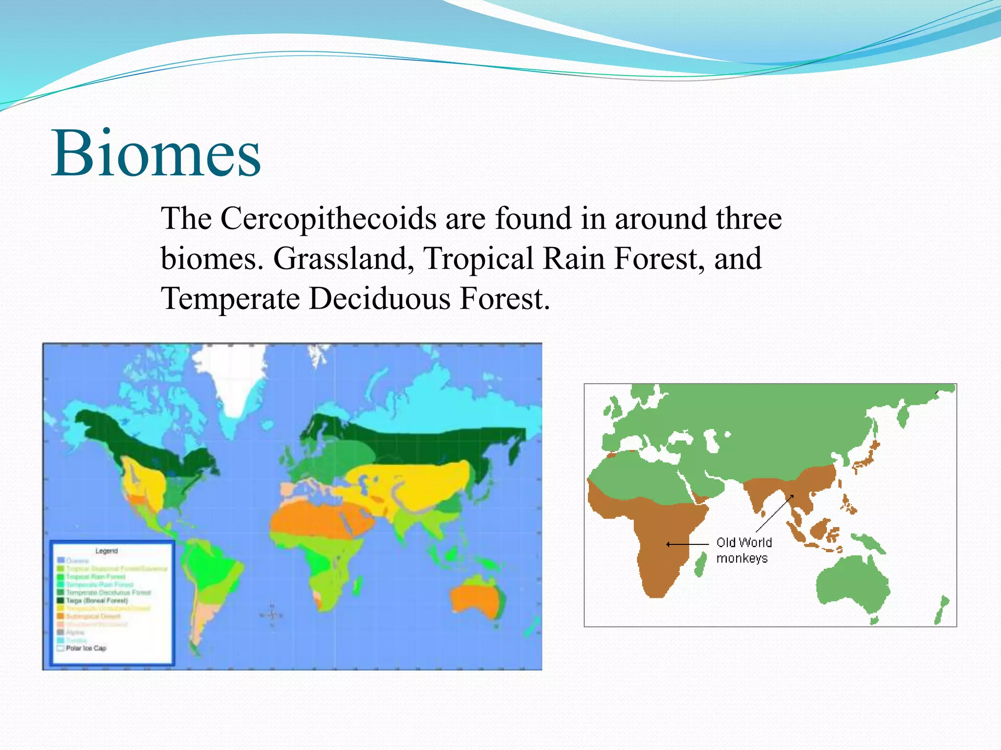 Cercopithecoidea (Old World Monkeys) | PPTX