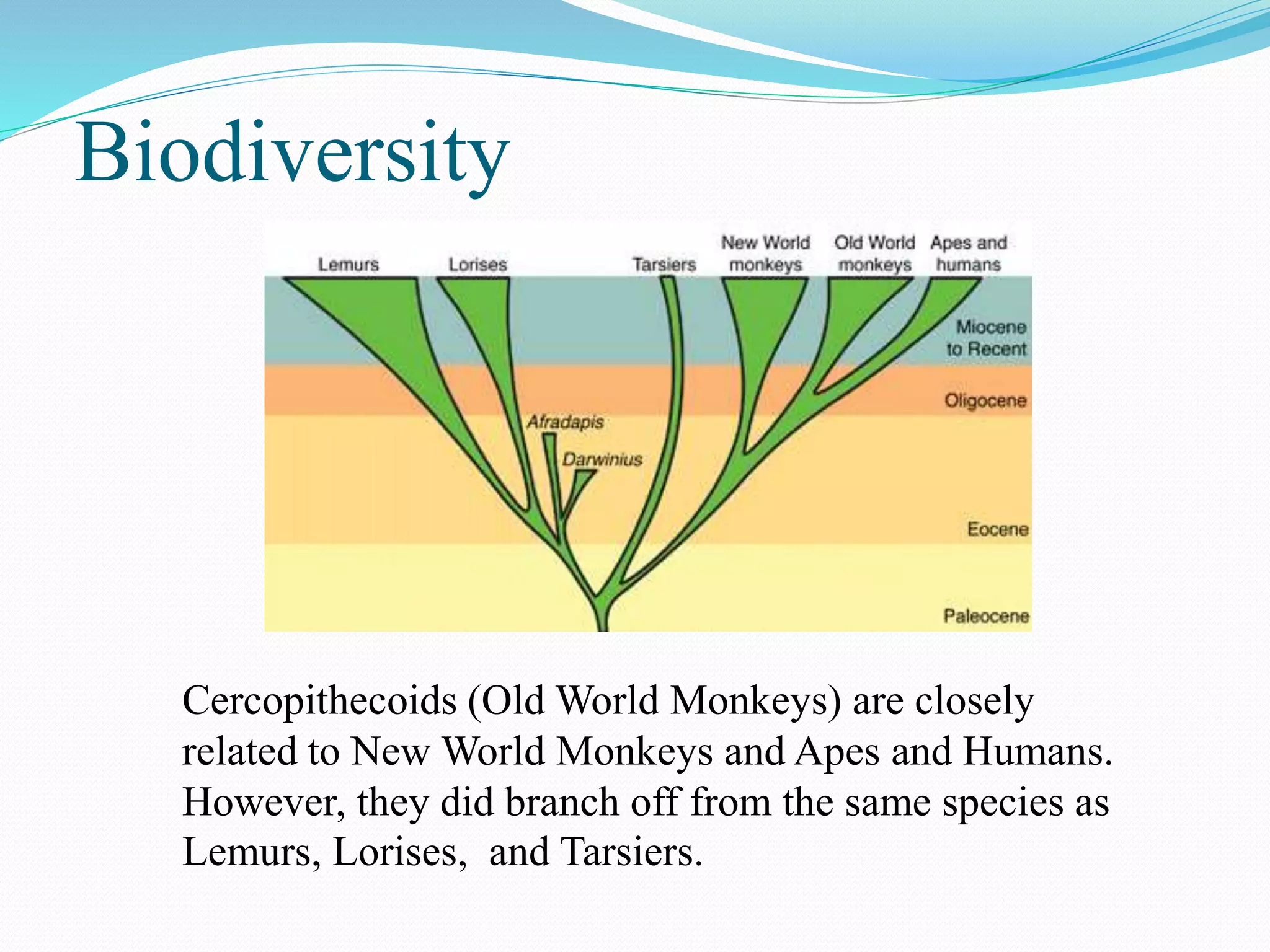 Cercopithecoidea (Old World Monkeys) | PPTX