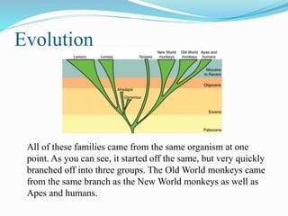 Cercopithecoidea (Old World Monkeys) | PPTX | Biological Sciences | Science