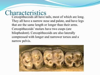 Cercopithecoidea (Old World Monkeys) | PPTX | Biological Sciences | Science