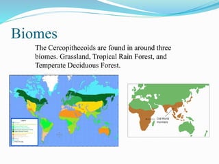 Cercopithecoidea (Old World Monkeys) | PPTX | Biological Sciences | Science