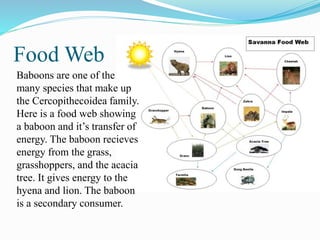Cercopithecoidea (Old World Monkeys) | PPTX | Biological Sciences | Science