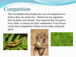 Cercopithecoidea (Old World Monkeys) | PPTX | Biological Sciences | Science