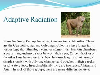 Cercopithecoidea (Old World Monkeys) | PPTX | Biological Sciences | Science