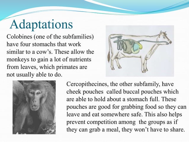 Cercopithecoidea (Old World Monkeys) | PPT