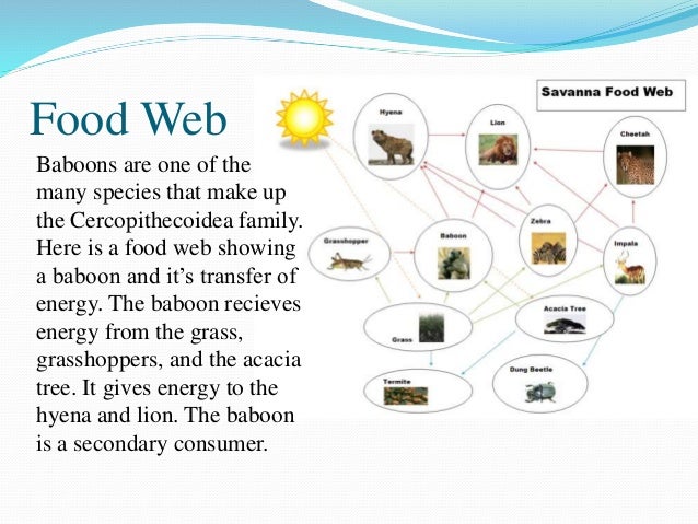 Cercopithecoidea (Old World Monkeys)