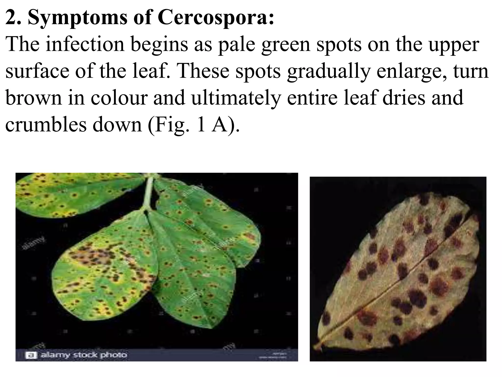 Cercospora | PPTX