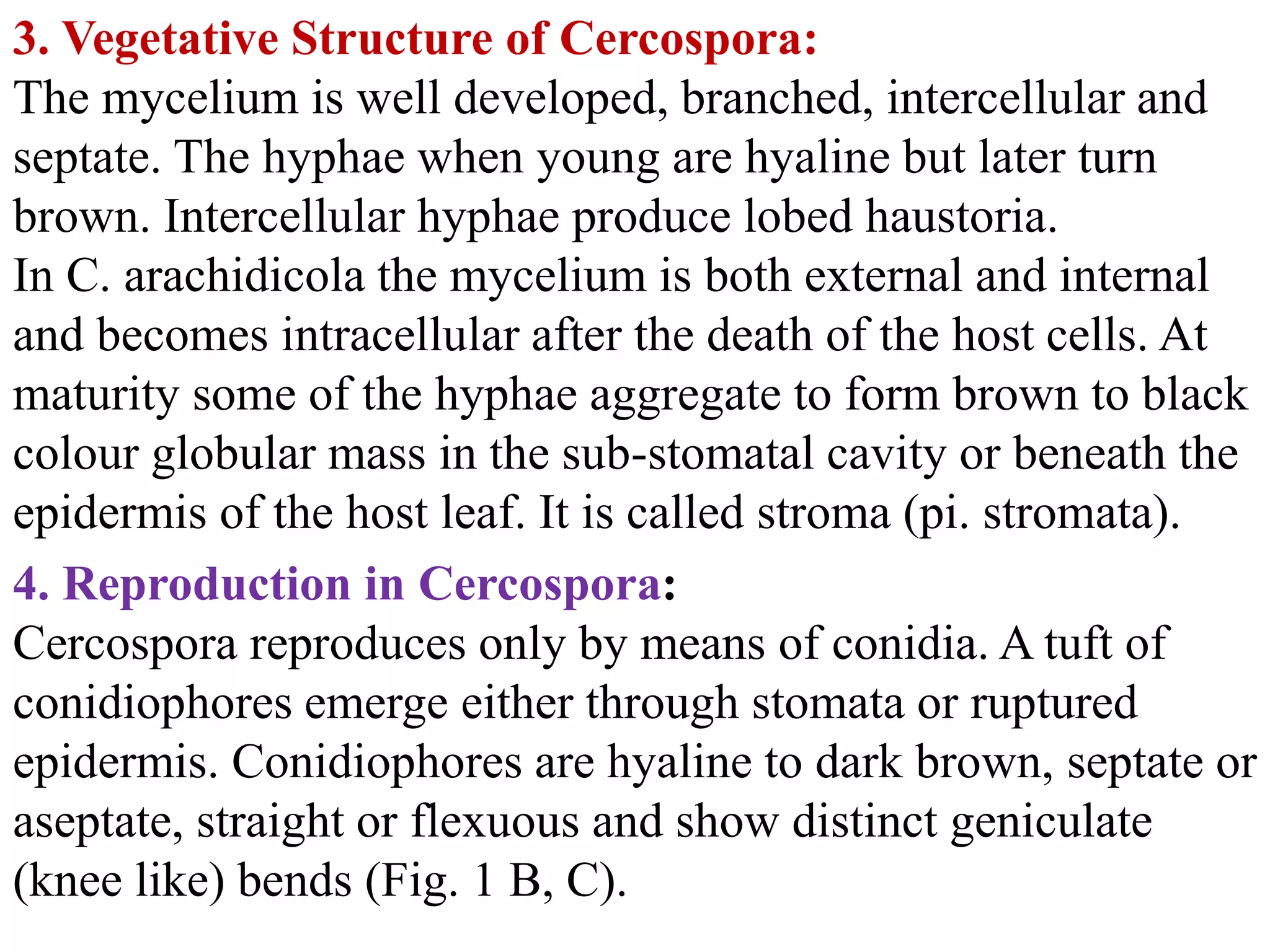 Cercospora | PPTX