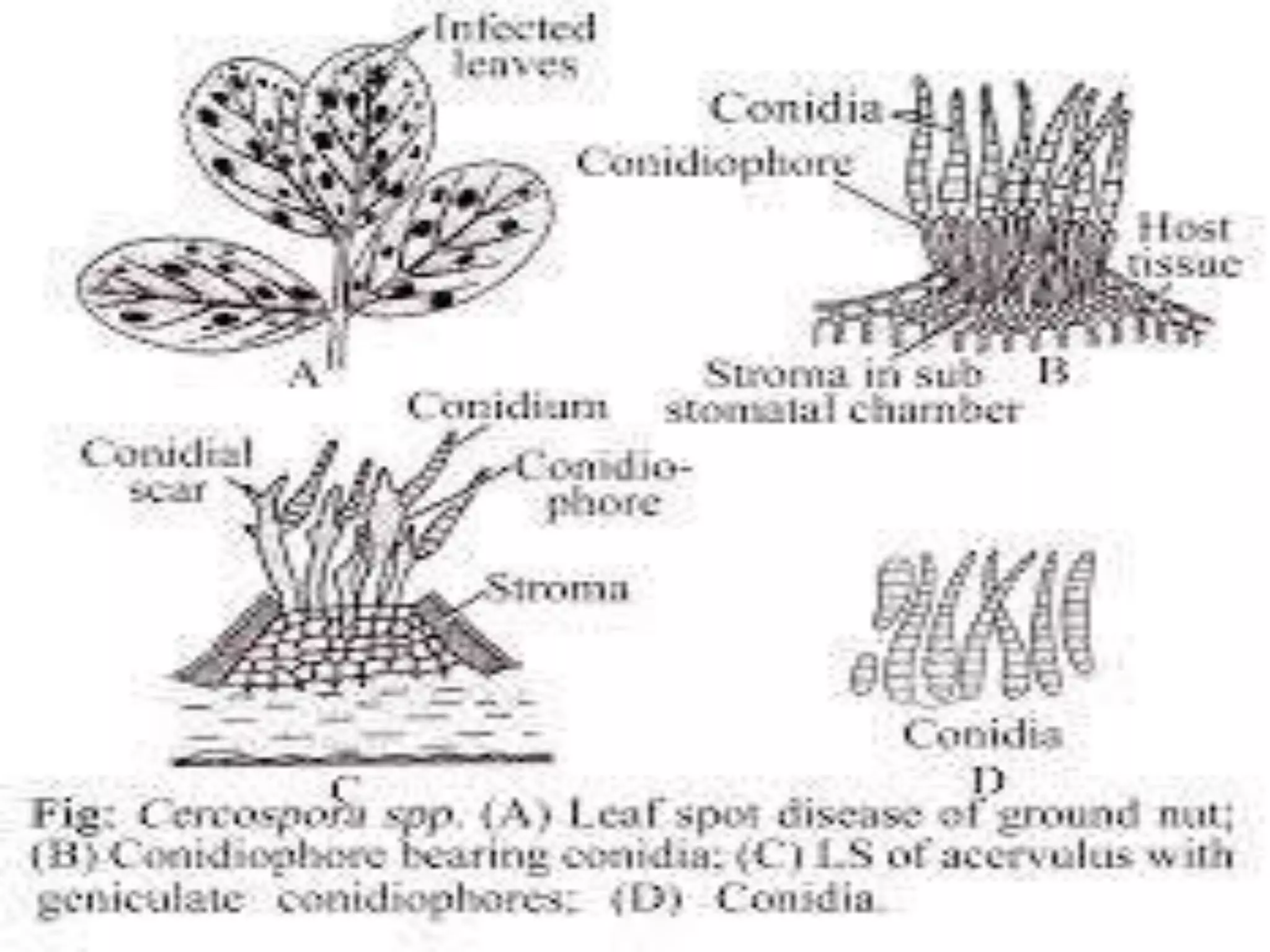 Cercospora | PPTX