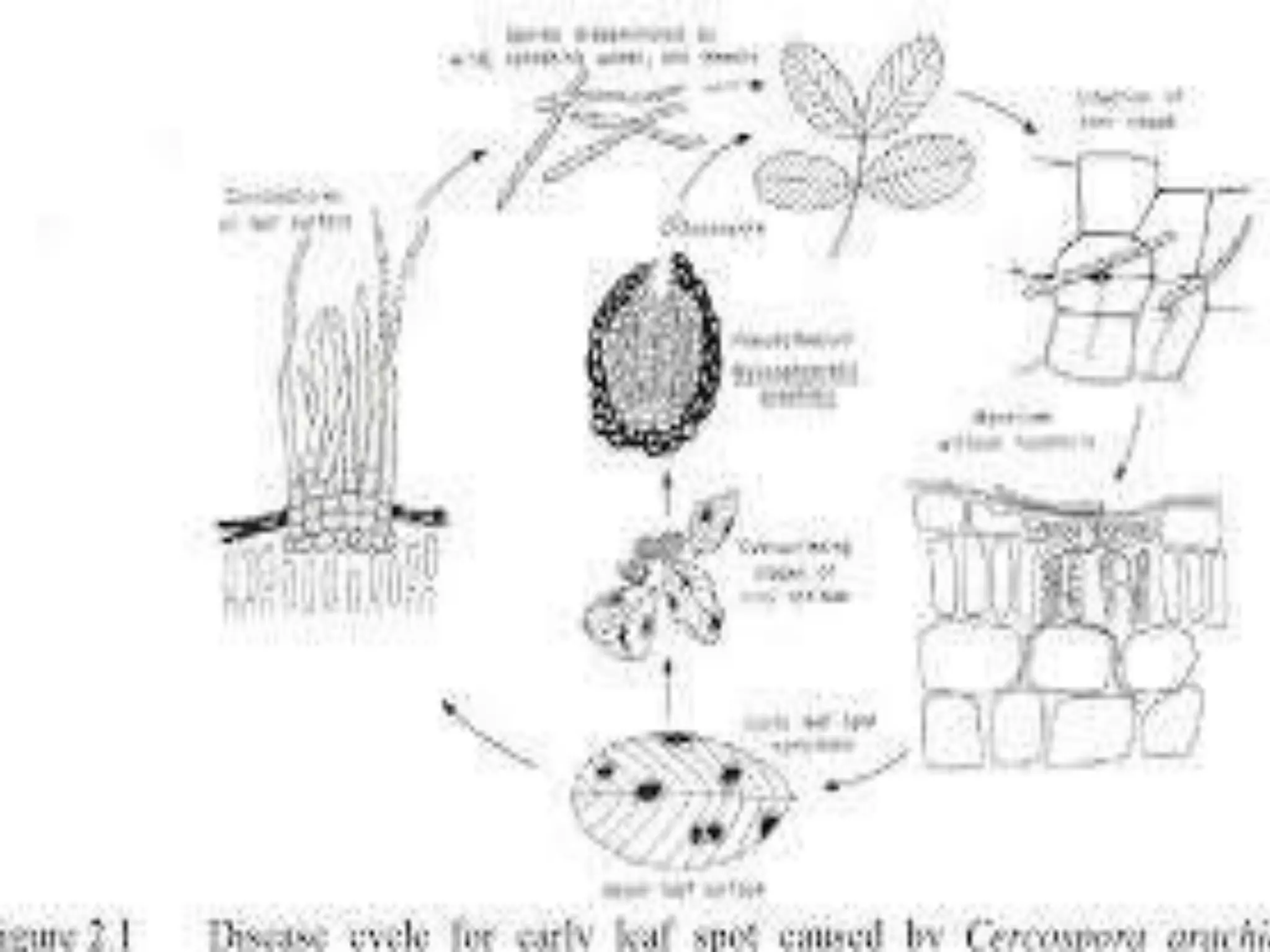 Cercospora | PPTX
