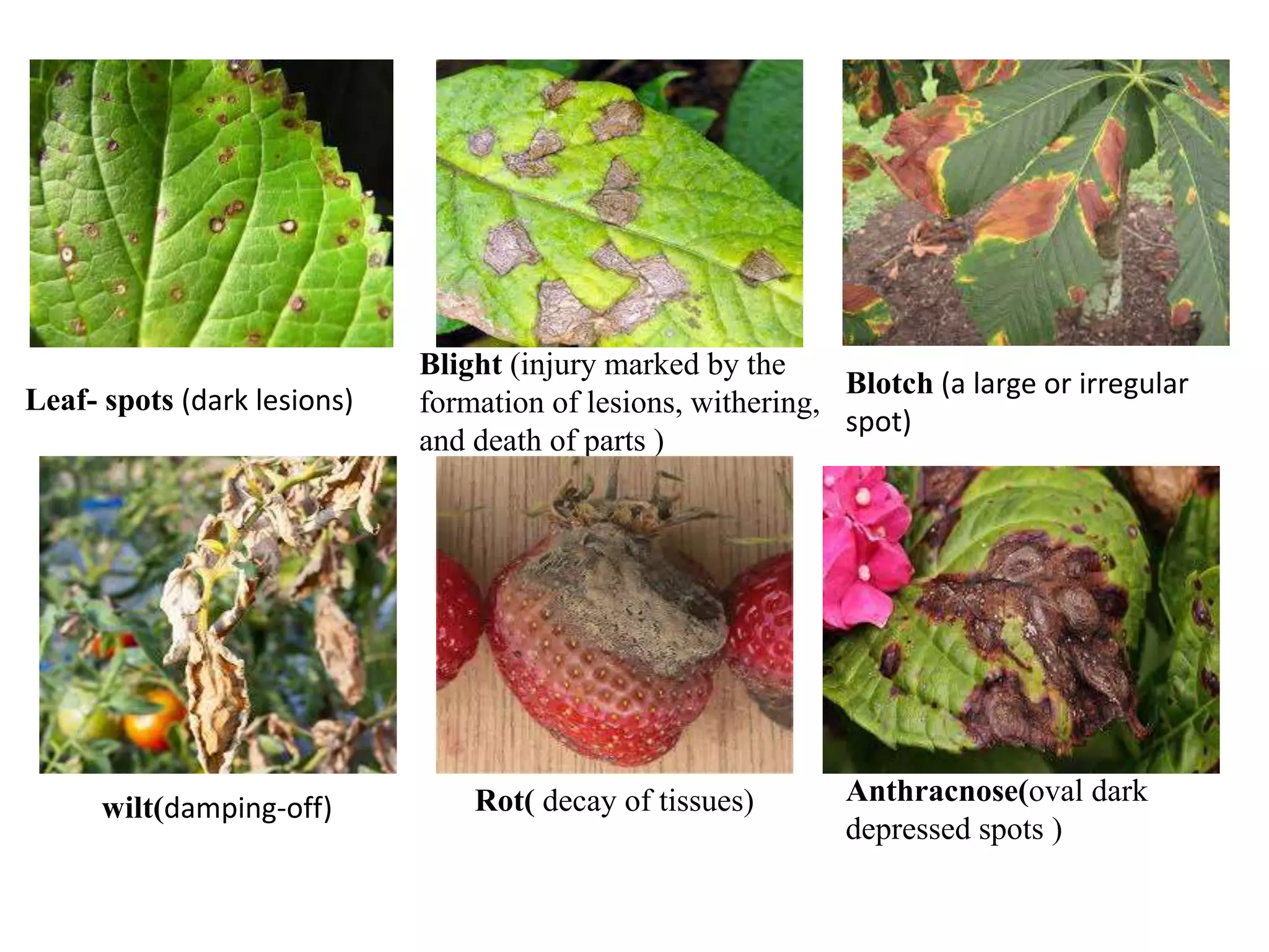 Cercospora | PPTX