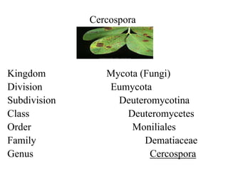 Cercospora | PPTX