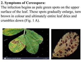 Cercospora | PPTX