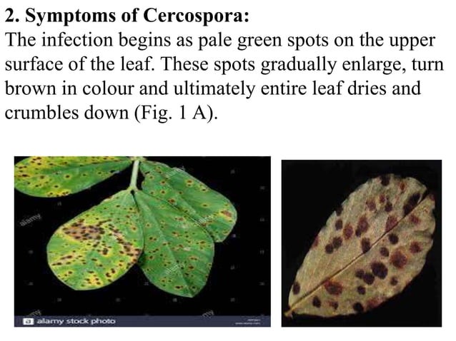 Cercospora | PPTX