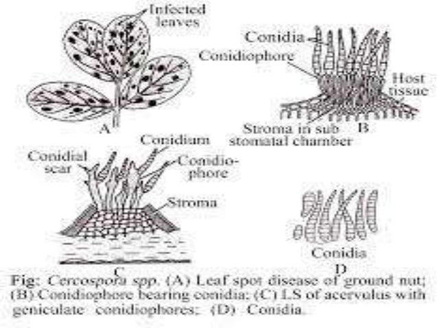 Cercospora | PPTX