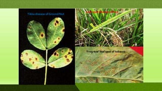 Cercospora & virus | PPTX