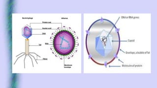 Cercospora & virus | PPTX