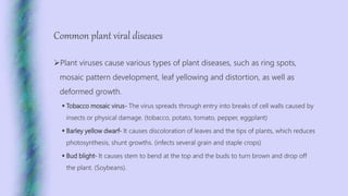 Cercospora & virus | PPTX