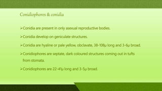 Cercospora & virus | PPTX