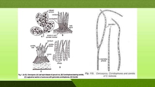 Cercospora & virus | PPTX