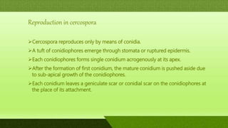 Cercospora & virus | PPTX