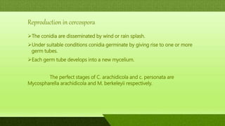 Cercospora & virus | PPTX