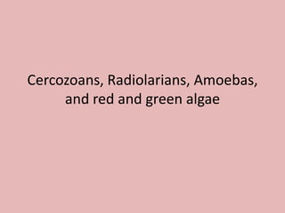 Cercozoans, Radiolarians, Amoebas, And Red | PPTX | Biological Sciences ...